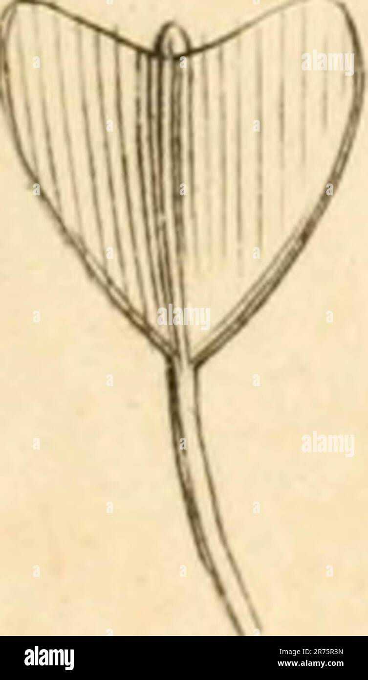 «Éléments de la science de la botanique, tels qu'établis par Linnaeus ...