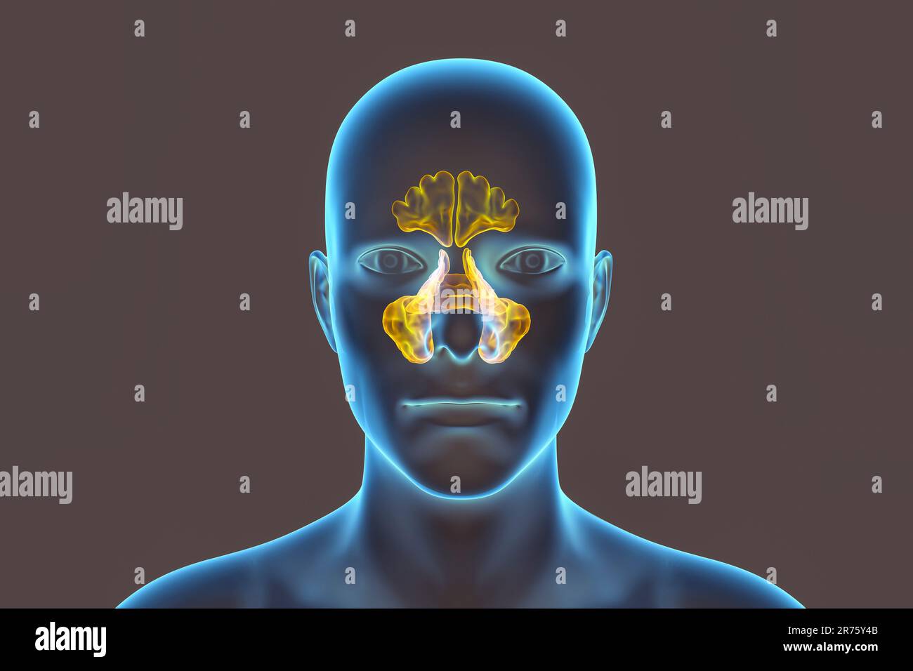 Sinus paranasaux humains, illustration informatique. Les sinus sont des ...