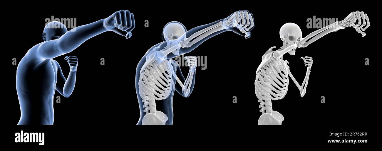 Anatomie du sport de boxe, illustration informatique. Corps humain ...