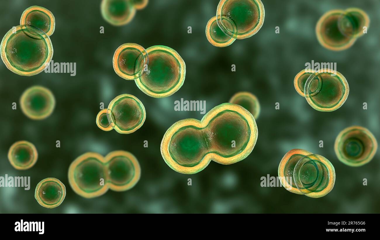 La dermatite Blastomyces champignon, sous forme de levure, illustration ...