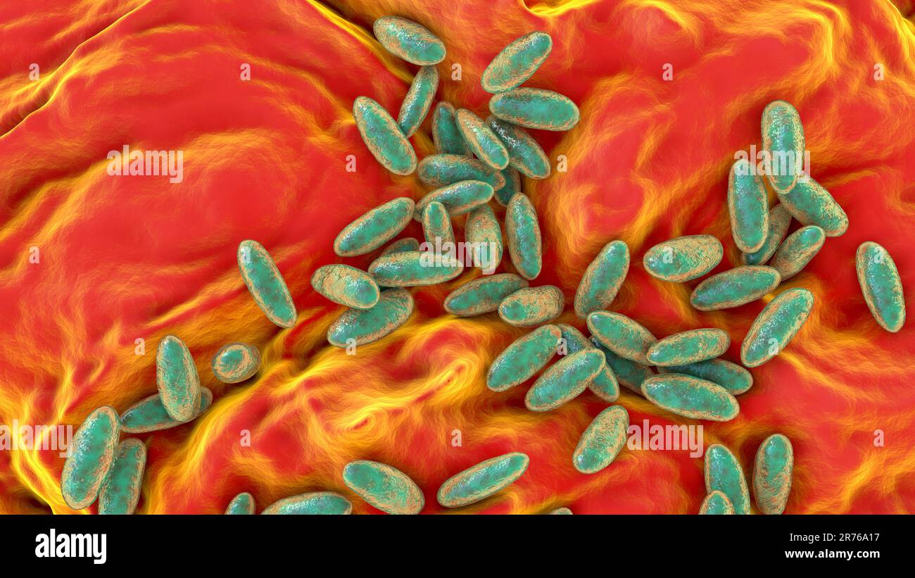 Bactérie de la peste (Yersinia pestis), illustration informatique. Y ...
