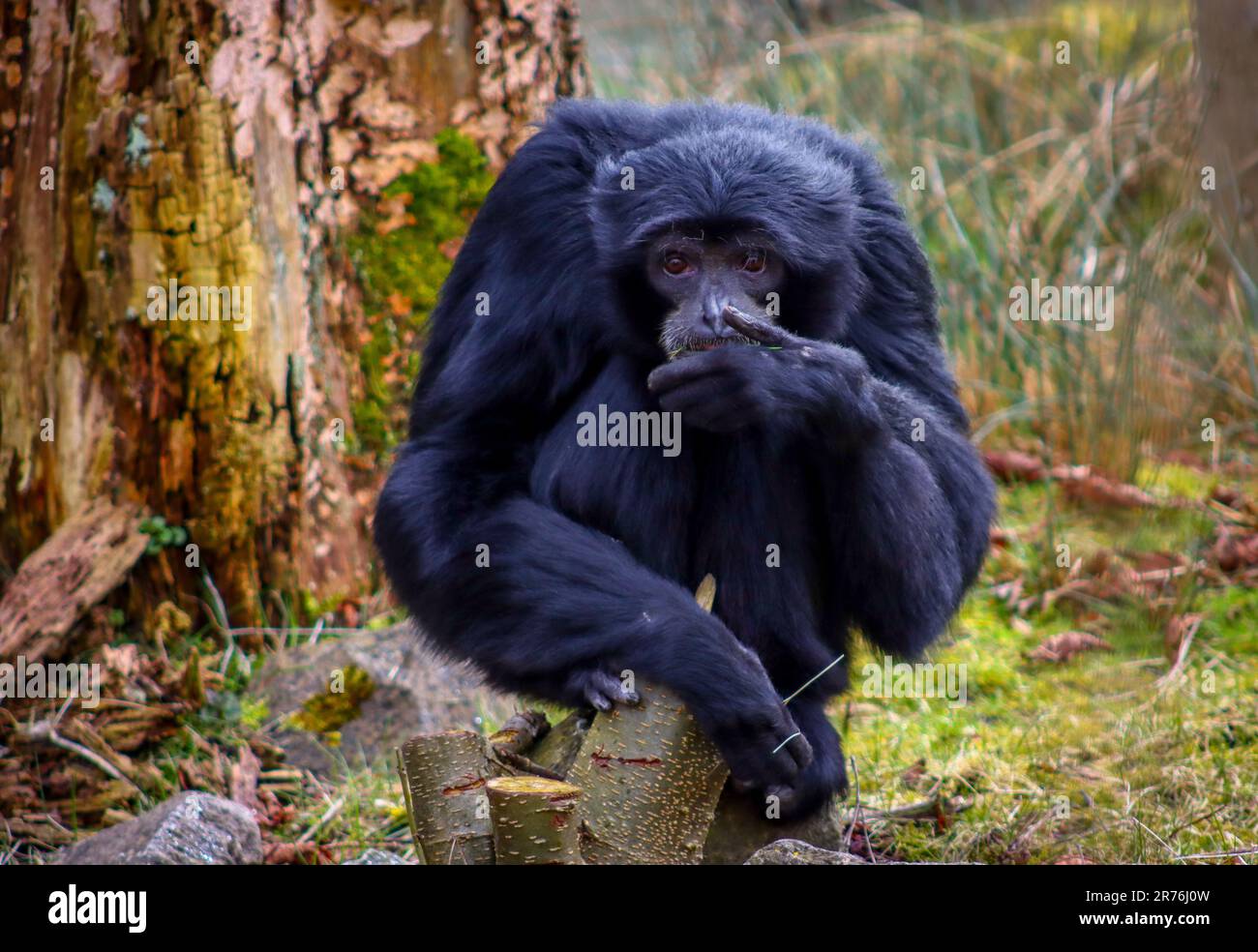 Singe drôle Banque de photographies et d’images à haute résolution - Alamy