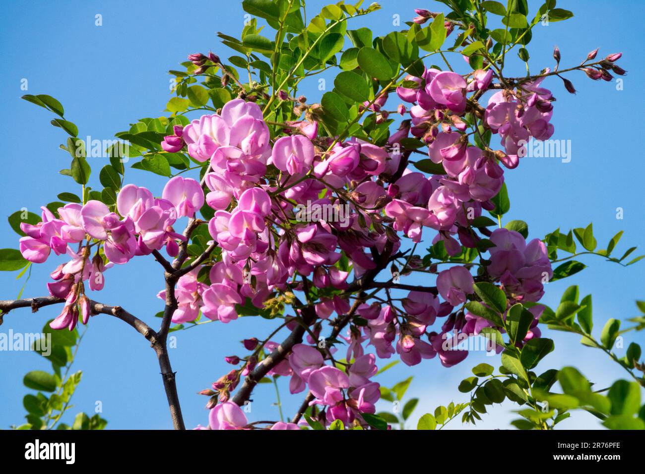 Pink locust pink robinia robinia Banque de photographies et d’images à ...