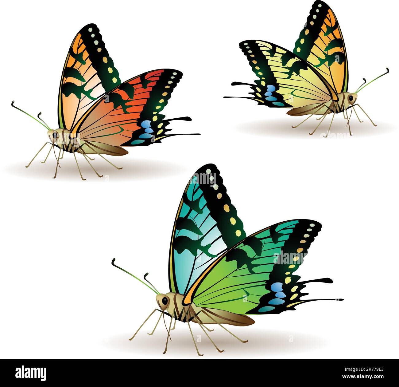 Yellow admiral butterfly Banque d'images vectorielles - Alamy