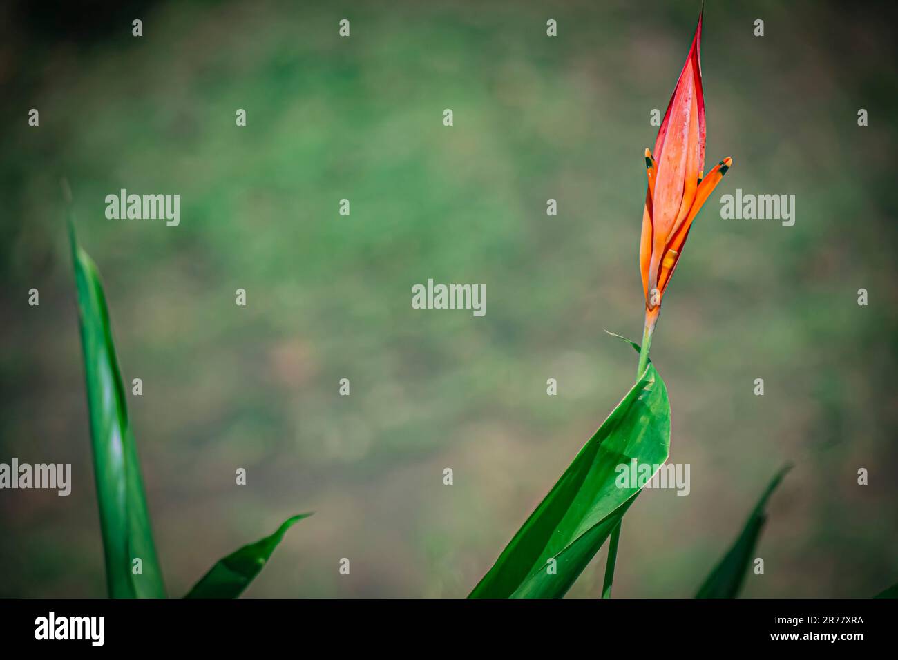 Heliconia psittacorum est une espèce ornementale vivace de plantes à ...