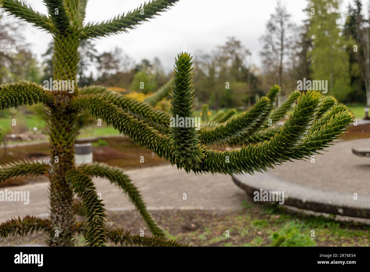 Zurich, Suisse, 20 avril 2023 Araucaria araucana ou arbre de casse-tête ...