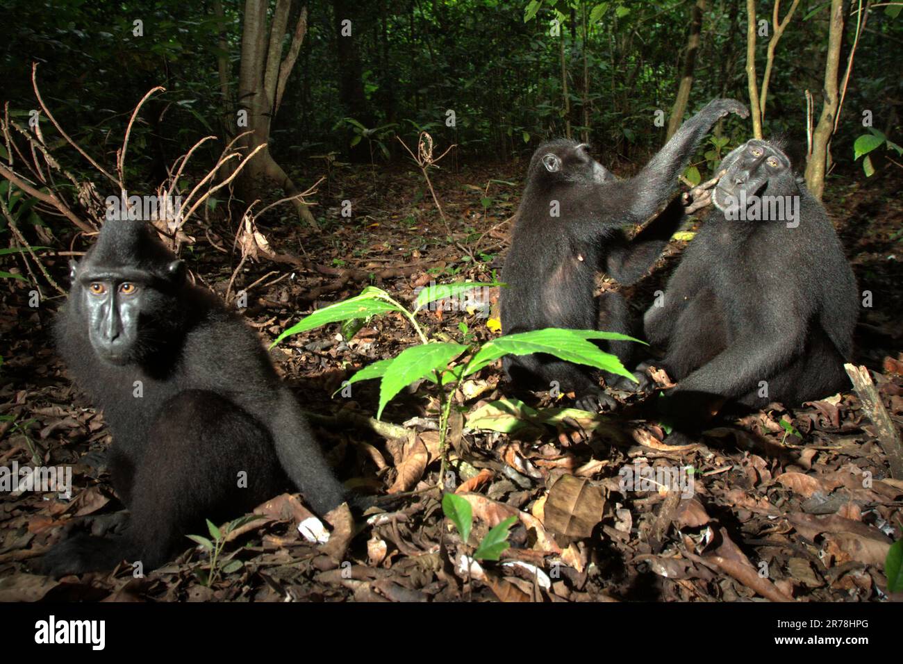Cycle de reproduction des primates Banque de photographies et d’images ...