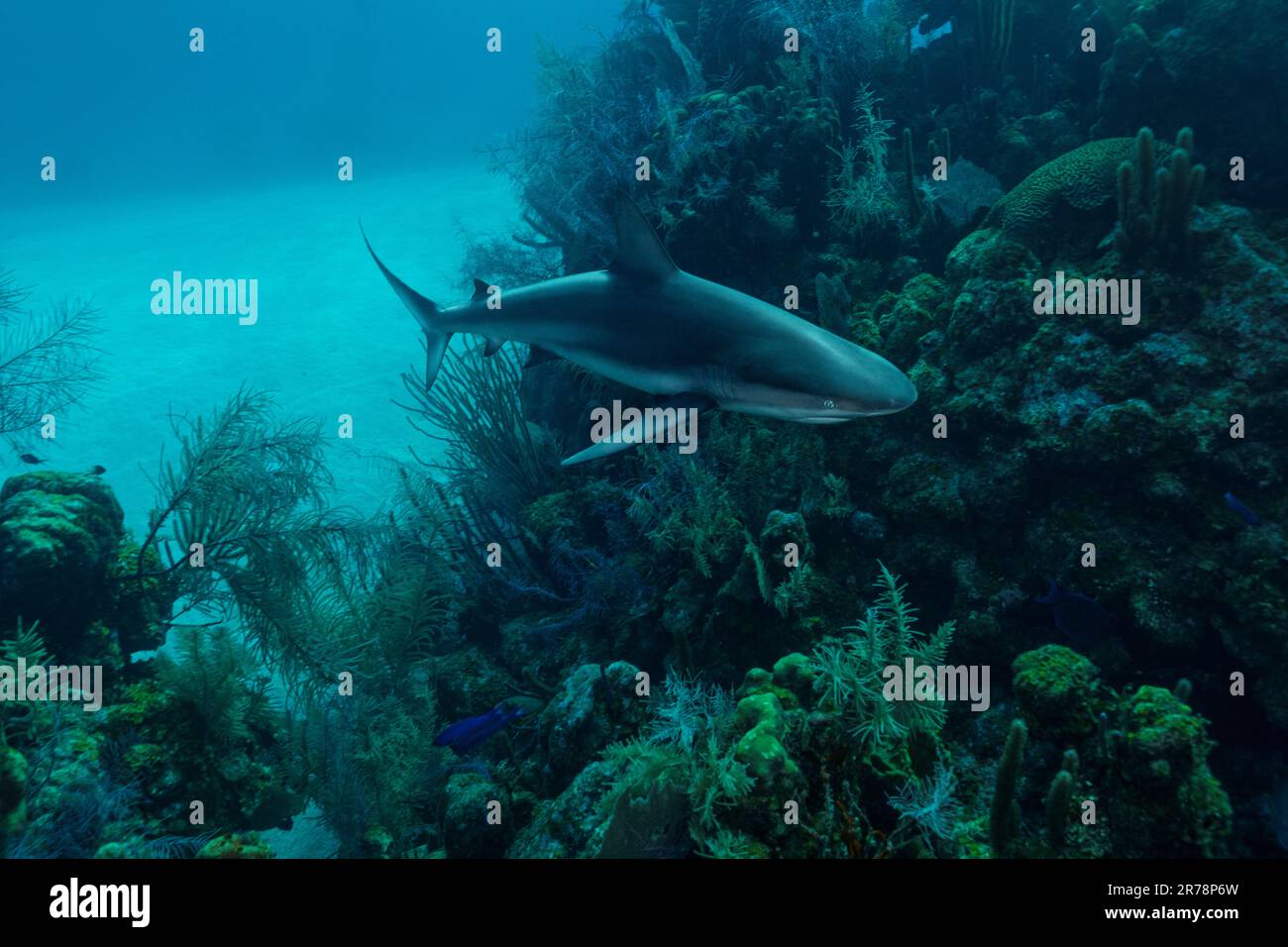 Un requin de récif des Caraïbes passe au-dessus de la barrière de ...