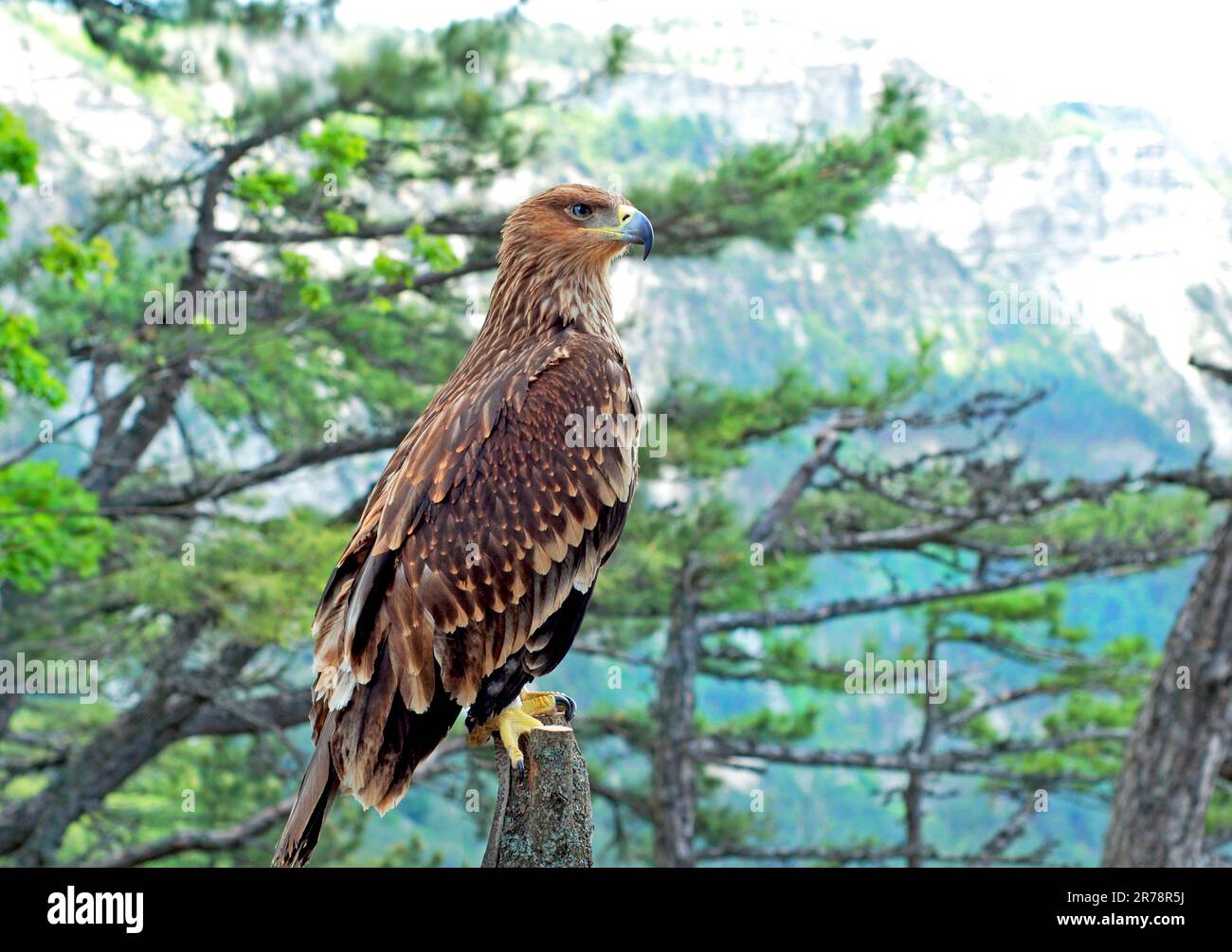 Un faucon pèlerin Falco peregrinus perché sur une souche. Ces oiseaux ...