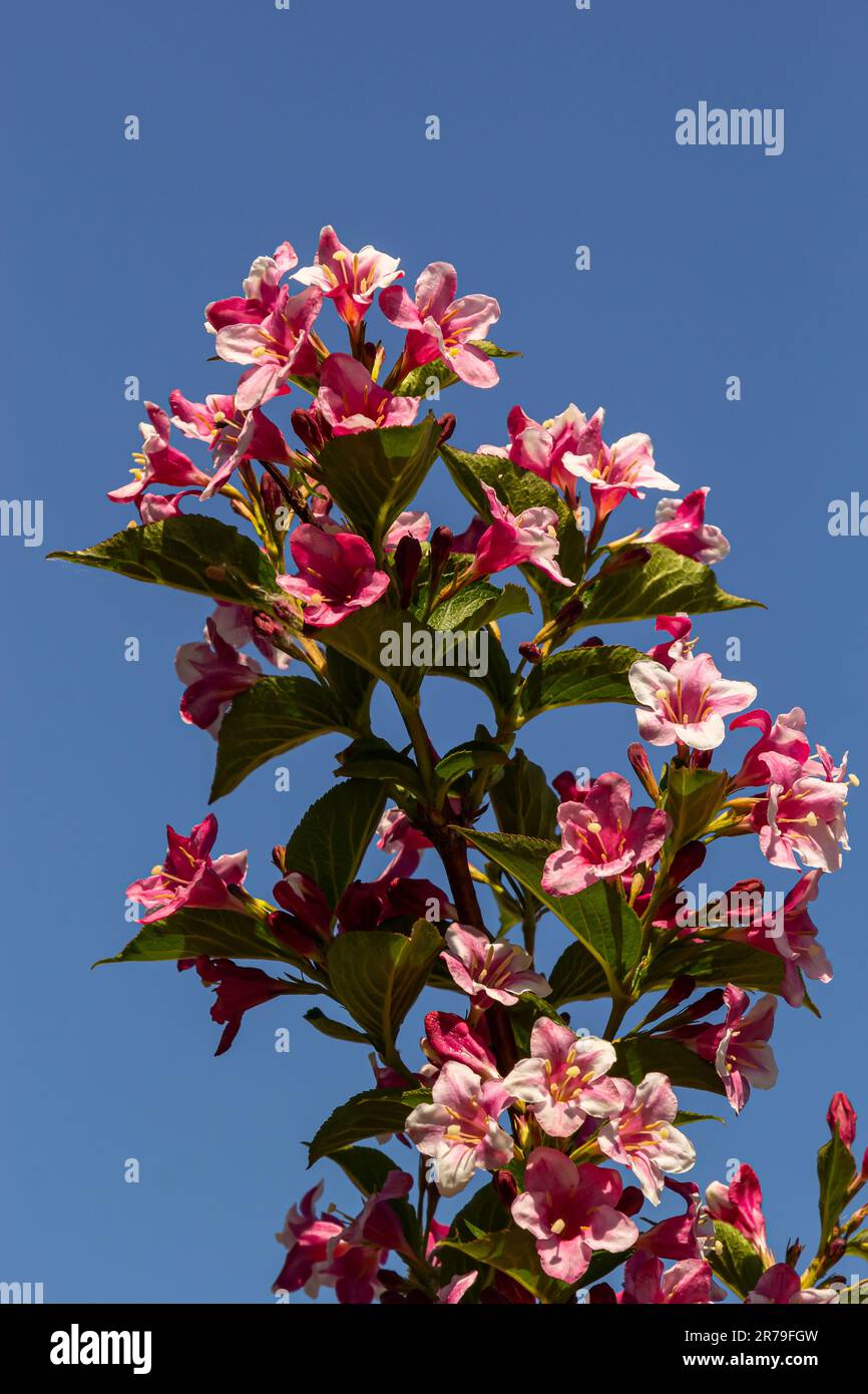 Bouquet coloré de fleurs de rose de Weigela praecox avec des pétales de ...