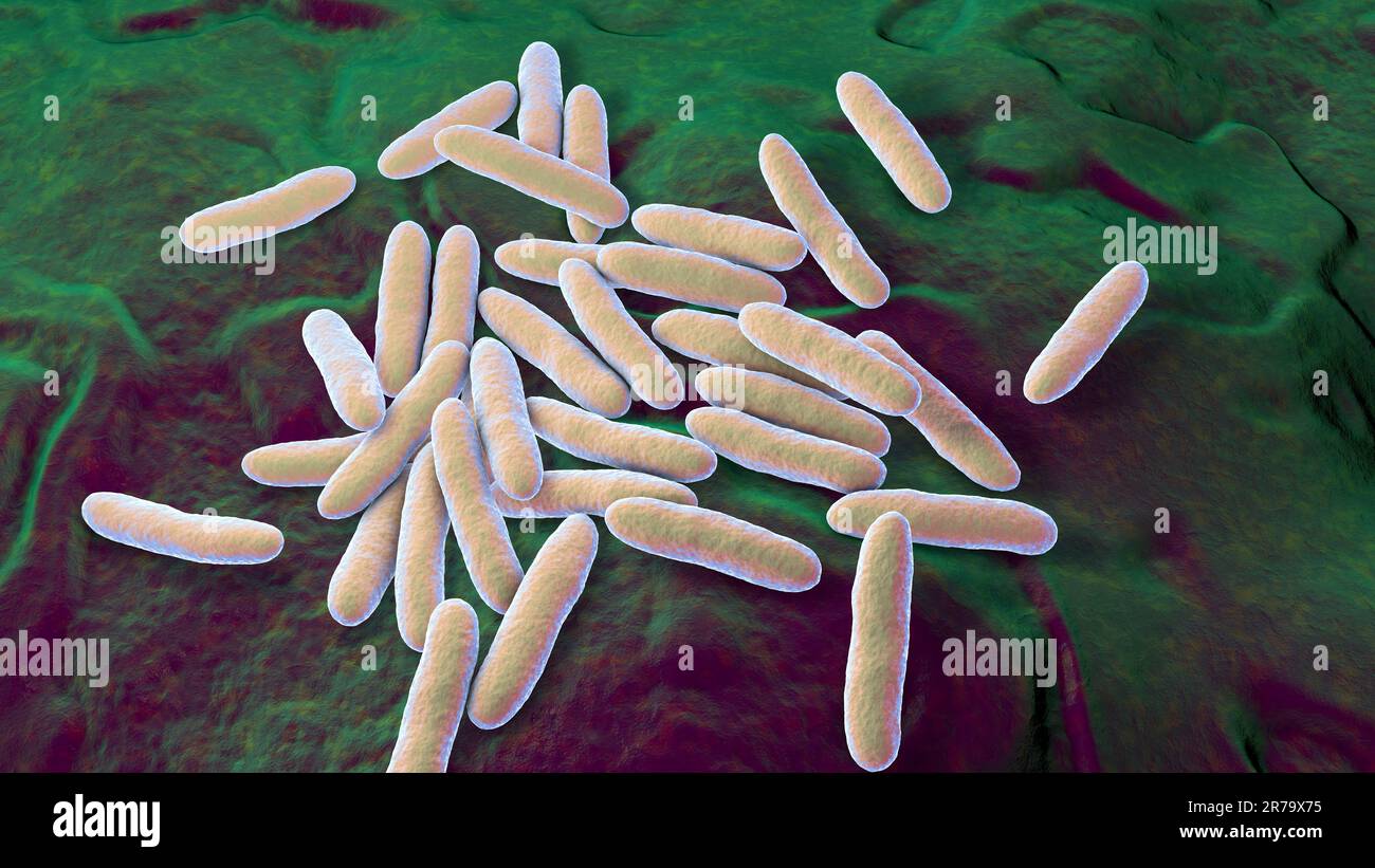 Bactéries Cardiobacterium hominis, 3D illustration. Bactérie gram ...