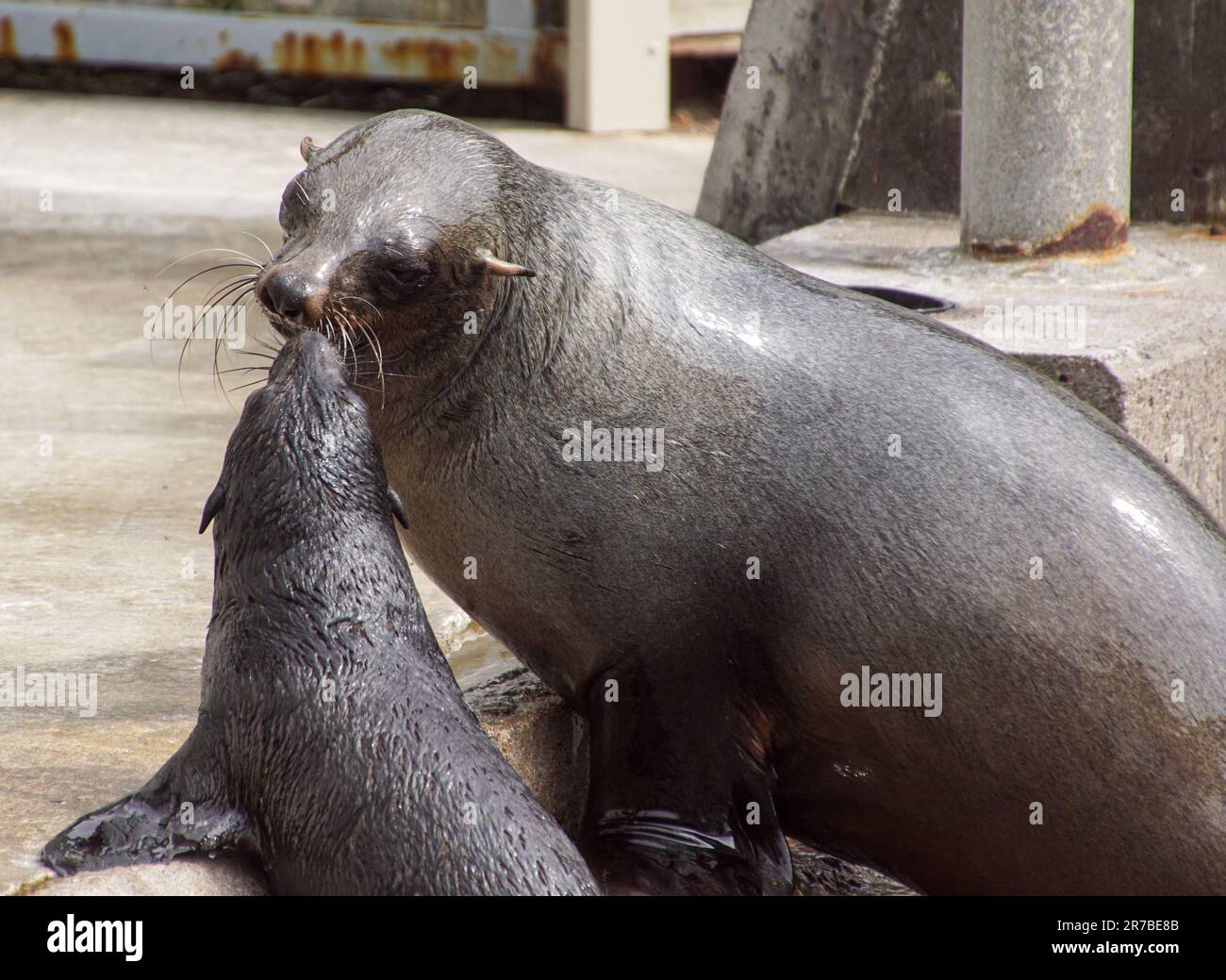 Deux phoques gris sur une plage Banque de photographies et d’images à ...