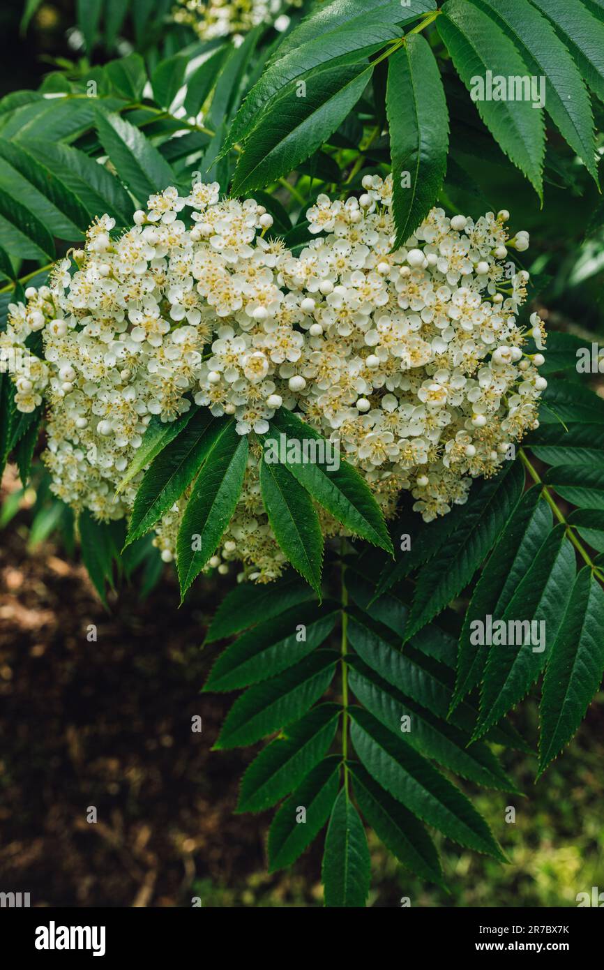 Les fleurs blanches du Sorbus commixta, rowan japonais, frêne de ...
