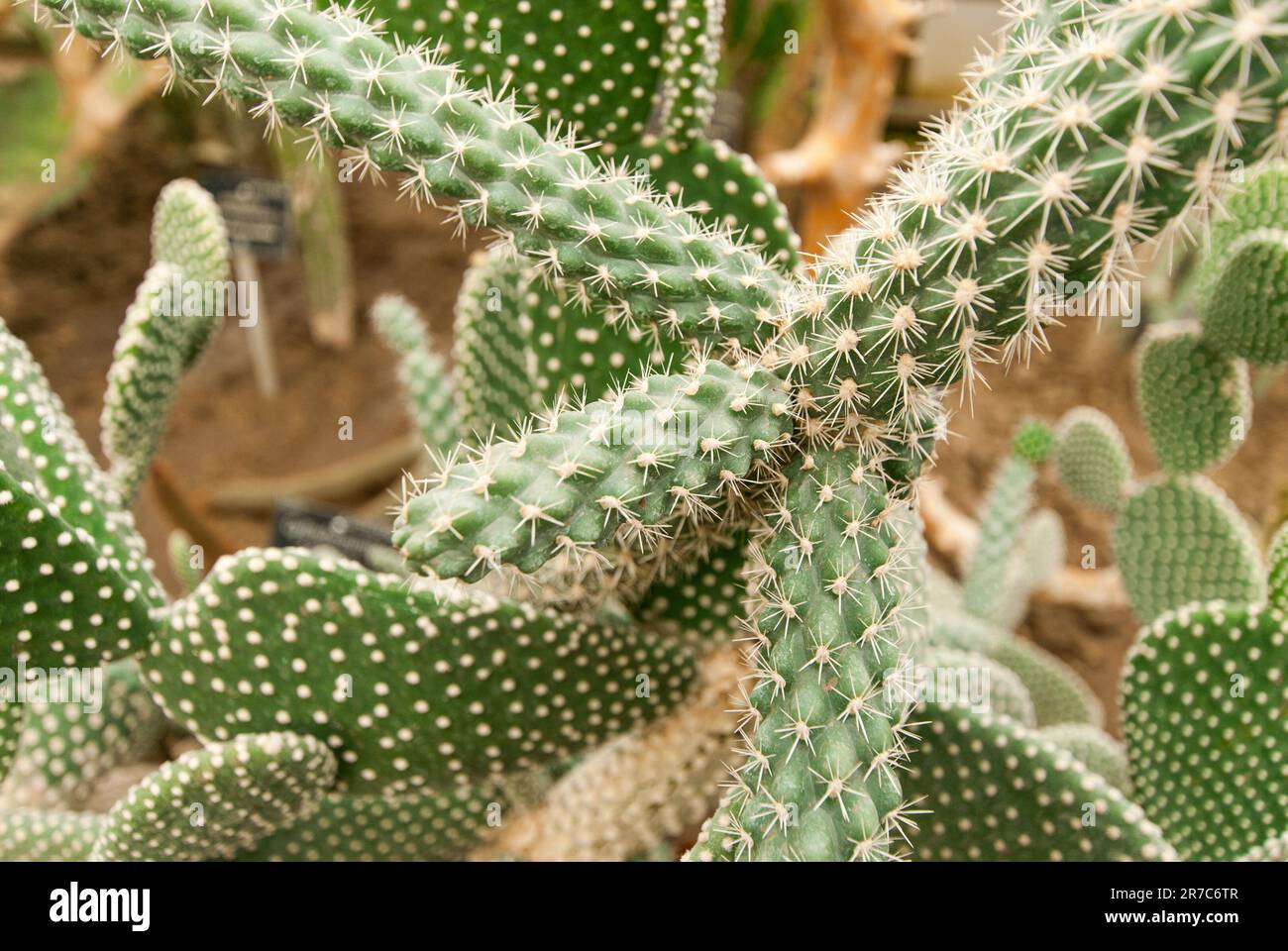 détails des épines d'une plante de cactus Photo Stock - Alamy