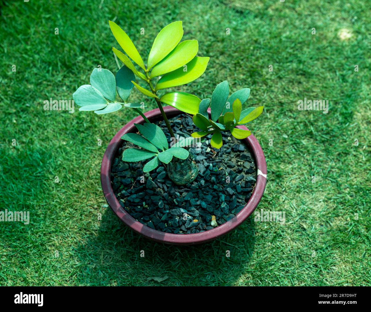 Plante en carton, sagou en carton, sagou jamaïcaine ou palmier en ...