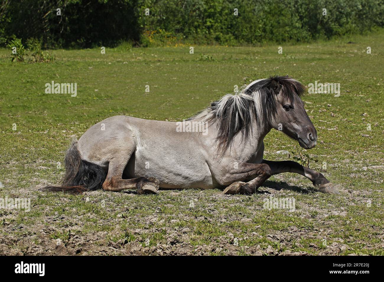 Tarpan horse Banque de photographies et d’images à haute résolution - Alamy