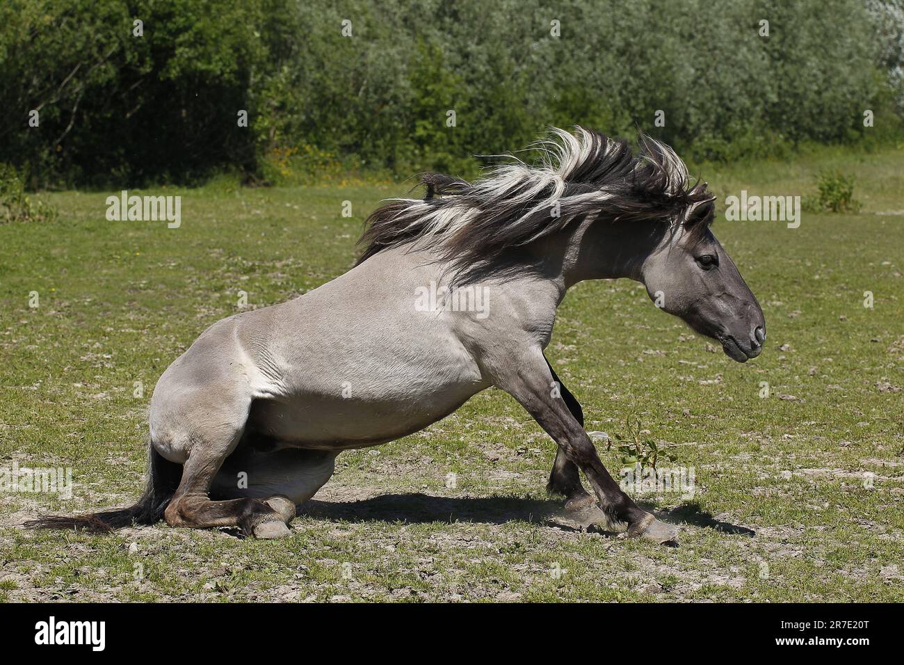 Tarpan horse Banque de photographies et d’images à haute résolution - Alamy