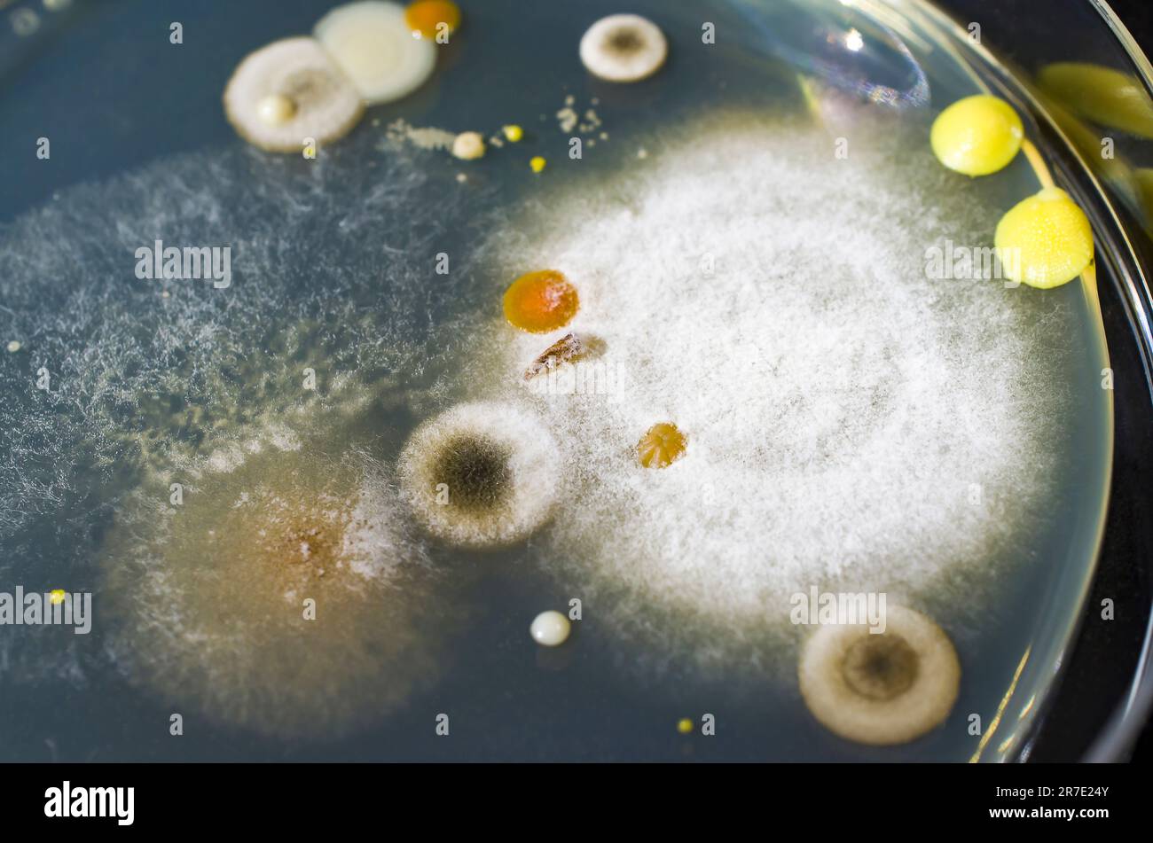 Colonies de bactéries et de champignons moisissures cultivées à partir ...