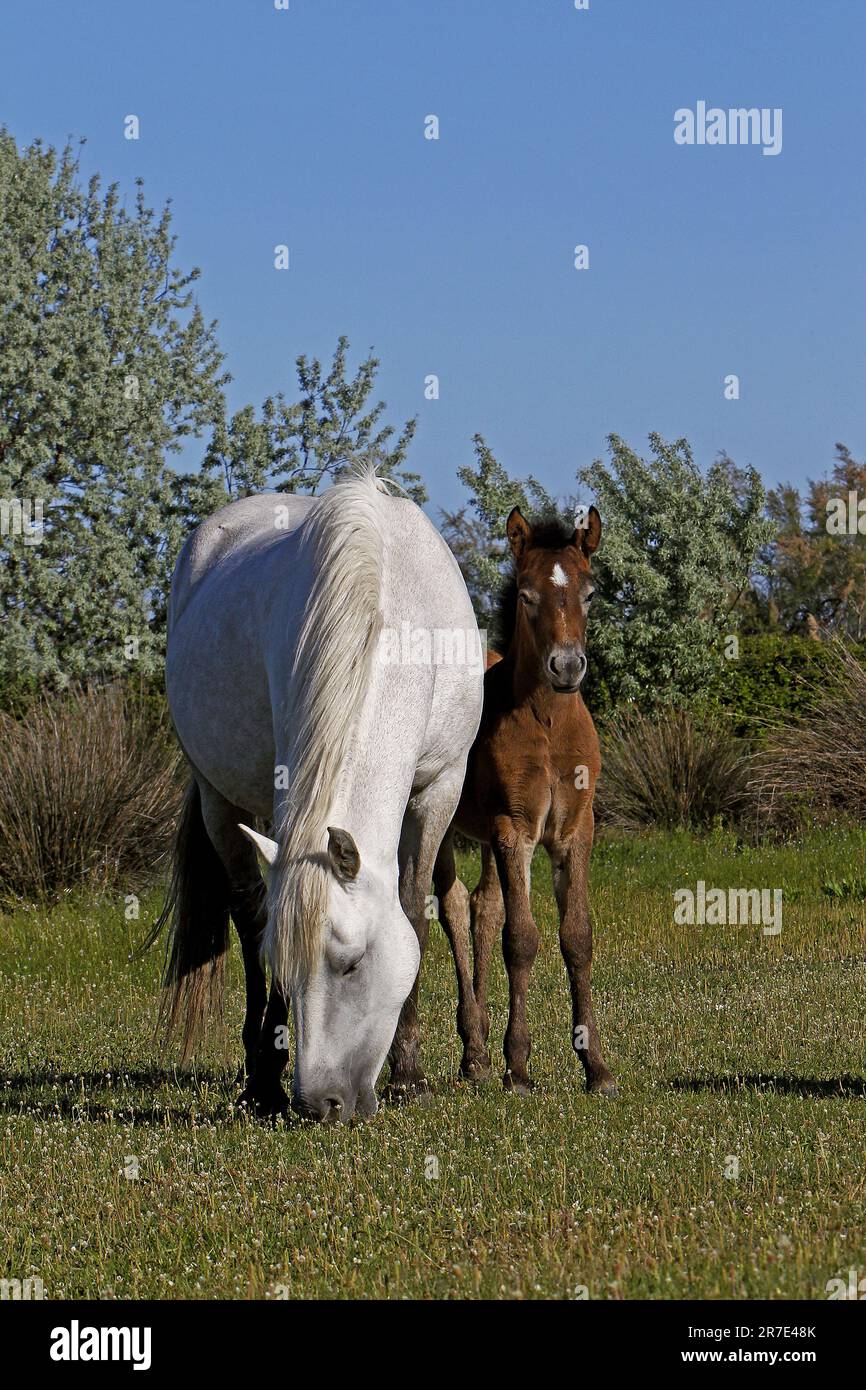 Camargue Horse, Mare et Foal debout à Meadow, Saintes Marie de la Mer ...
