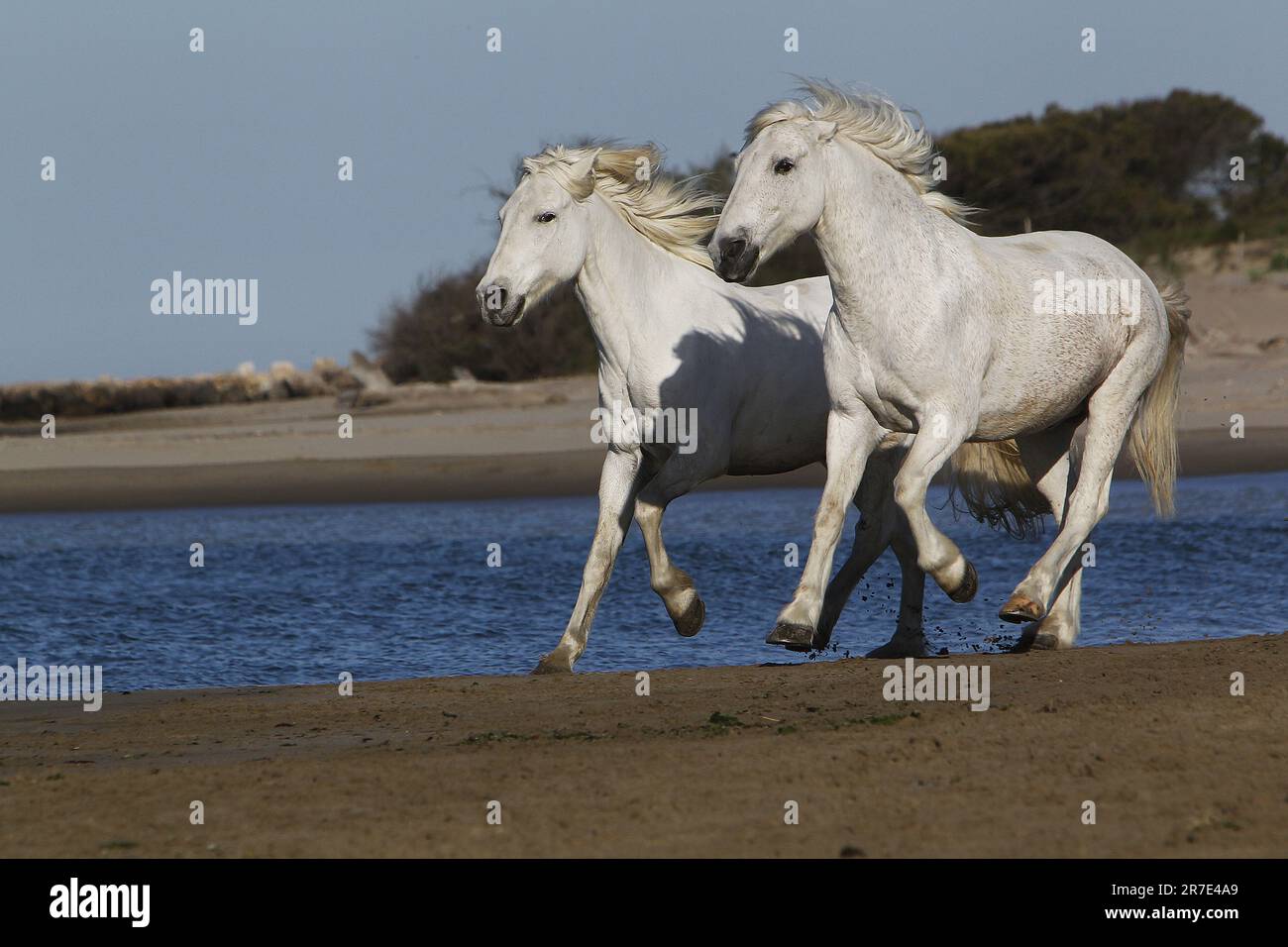 Camargue Horse, Galloping sur la plage, Saintes Marie de la Mer en ...