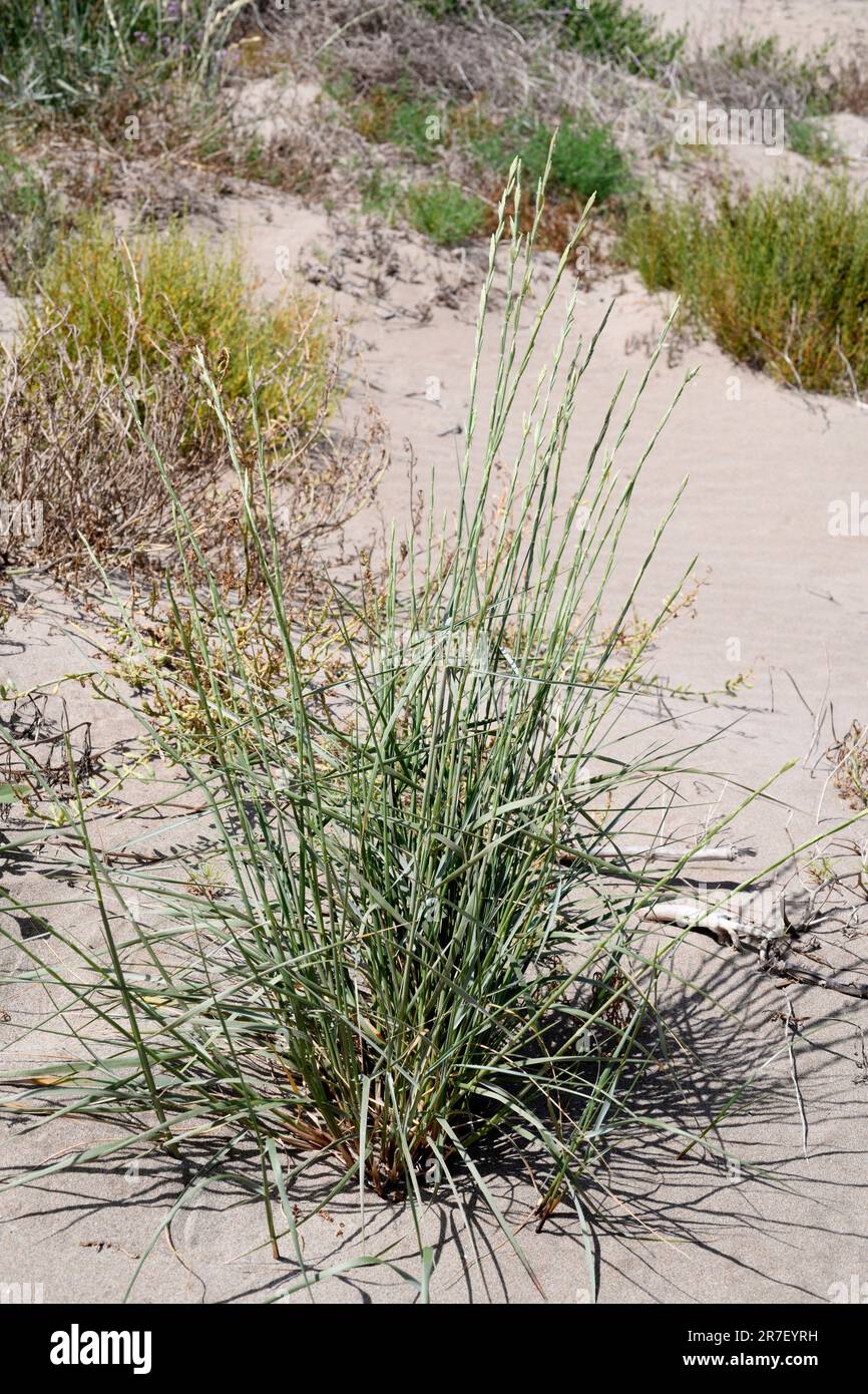 L'herbe de sable (Elymus farctus, Thinopyrum junceum ou Agropyron ...