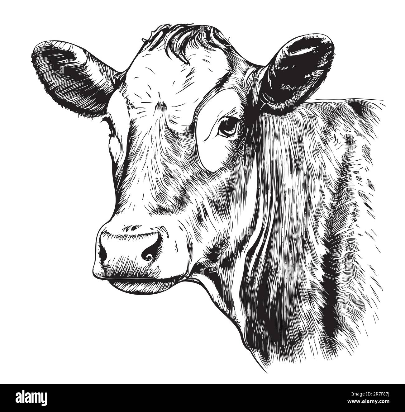 Croquis dessin vache Banque de photographies et d’images à haute ...