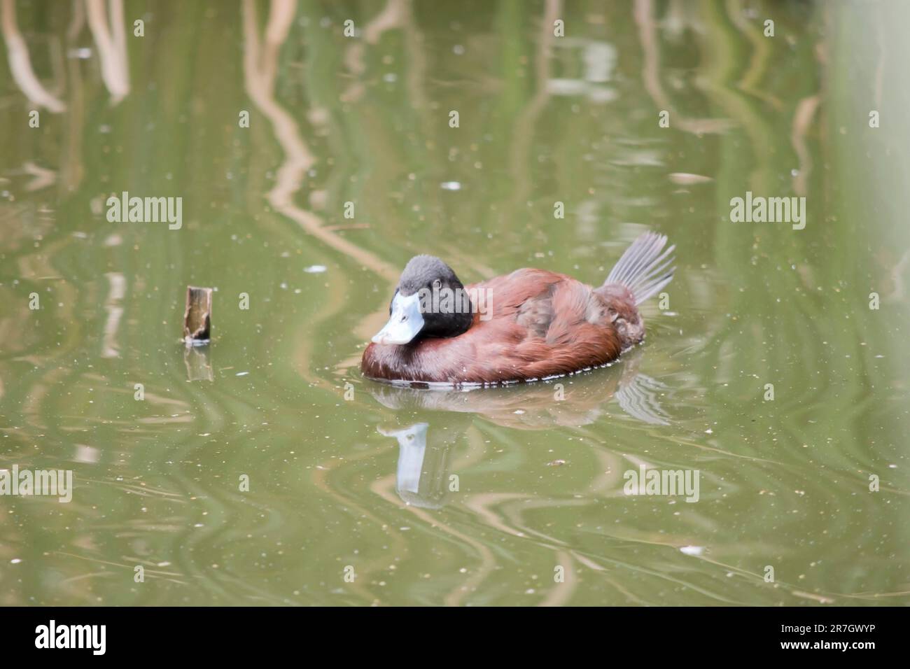 Au cours de la saison d'accouplement, la facture du mâle devient bleu ...