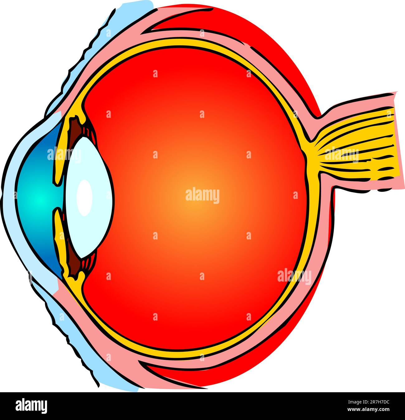 Anatomie de l'œil, illustration médicale humaine, emblème, schéma Image ...