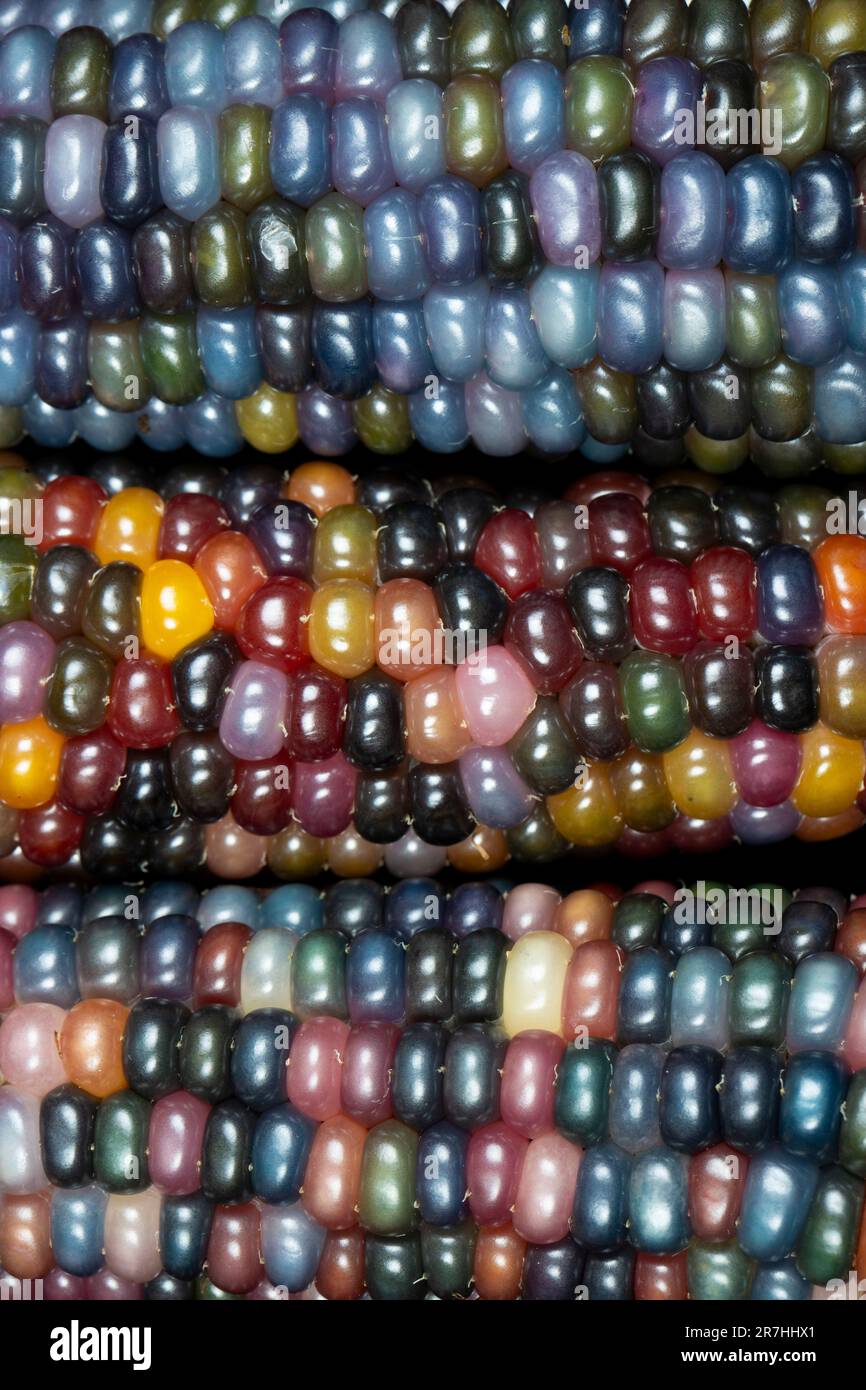 Maïs de Gem en verre (classé comme Zea mays de façon botanique). Cette ...