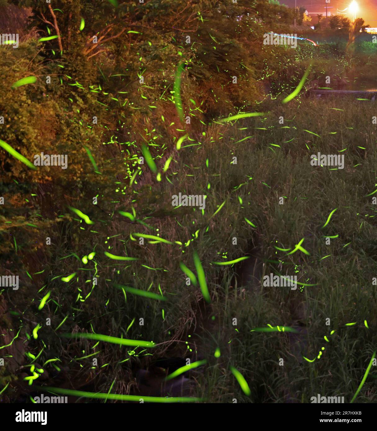 A composition photo shows Luciola cruciate (Nipponoluciola cruciata / Genji firefly) dancing ...