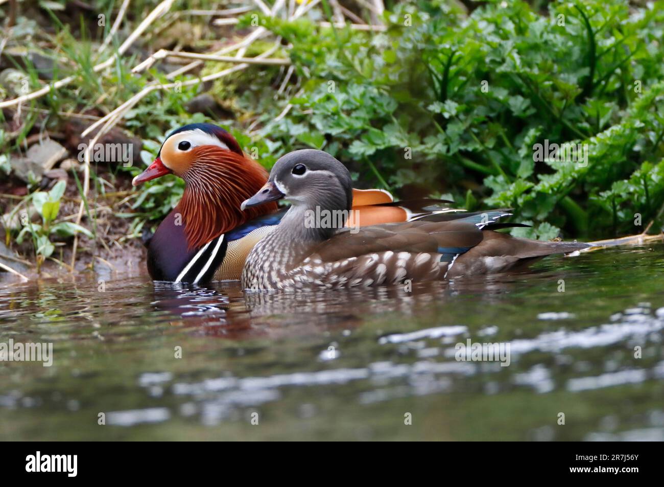 Femelle mandarin de canard Banque de photographies et d’images à haute ...