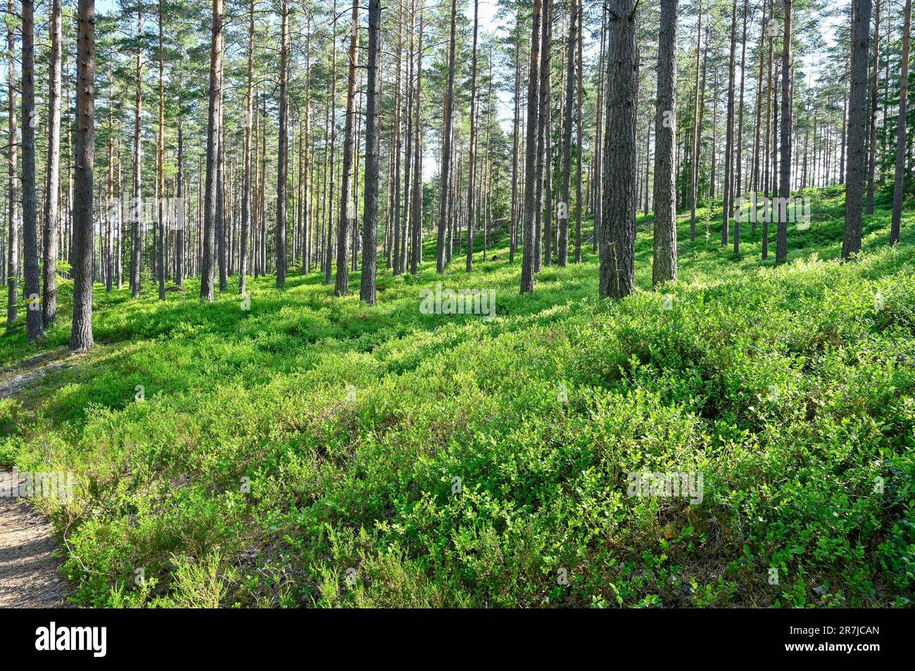 Sentier à travers la forêt de pins avec beaucoup de buissons de bleuets ...