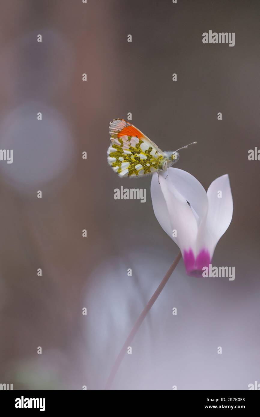 Beauté des papillons dans la nature Banque de photographies et d’images ...