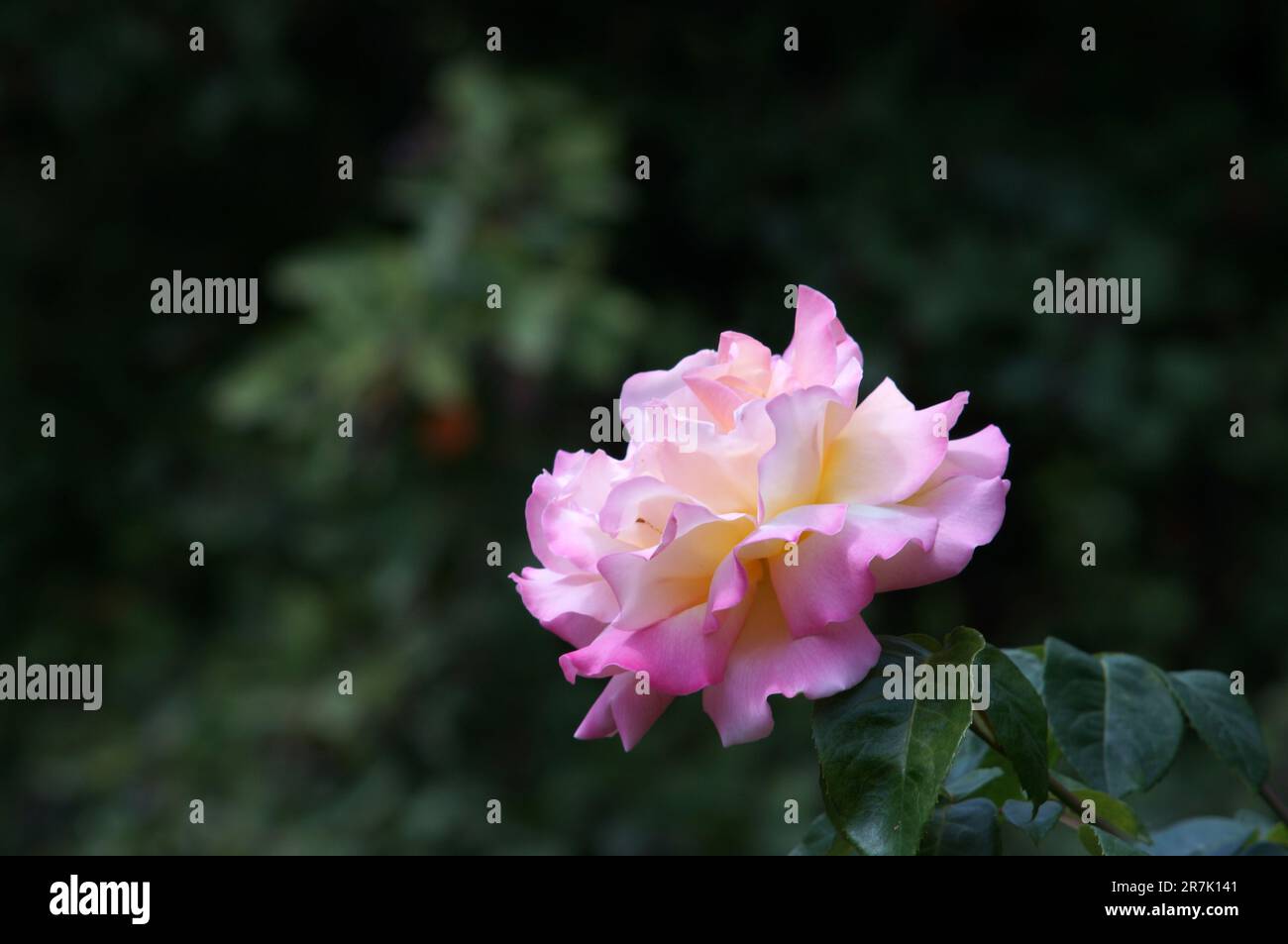 Rose solitaire Banque de photographies et d’images à haute résolution ...