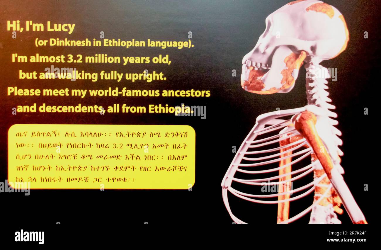 Esqueleto De Lucy Do Australopithecus Afarensis Australopithecus ...