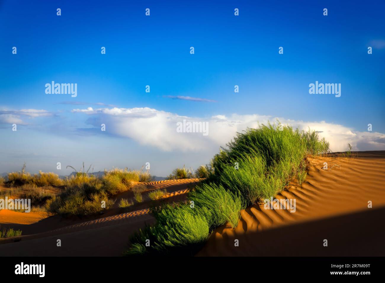 Le soleil brille sur des buissons verts dans le désert sur une dune de ...