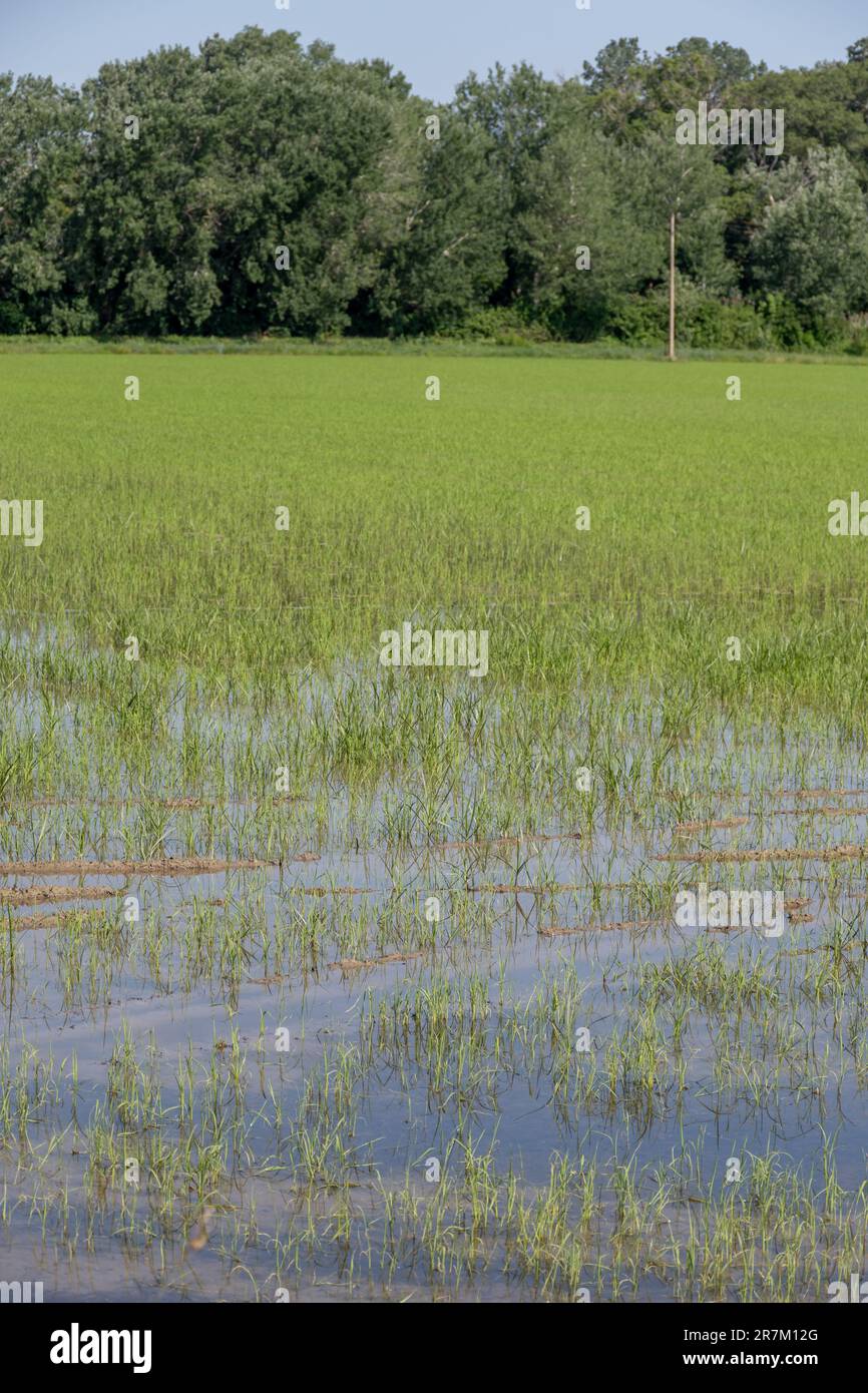 Culture de céréales de riz en Camargue, Provence, France. Plants de riz ...