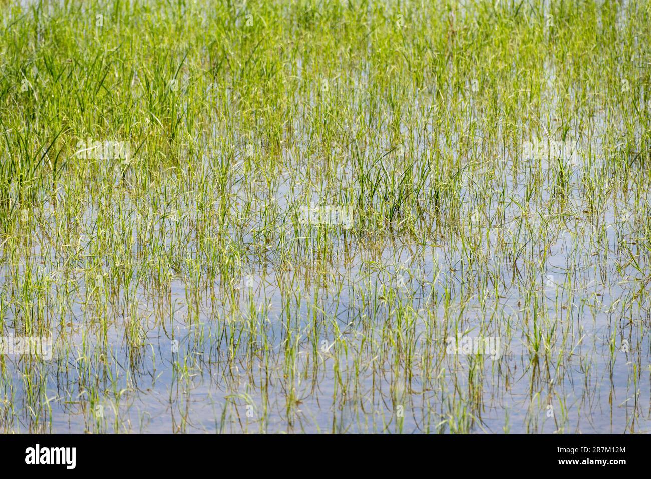 Culture de céréales de riz en Camargue, Provence, France. Plants de riz ...