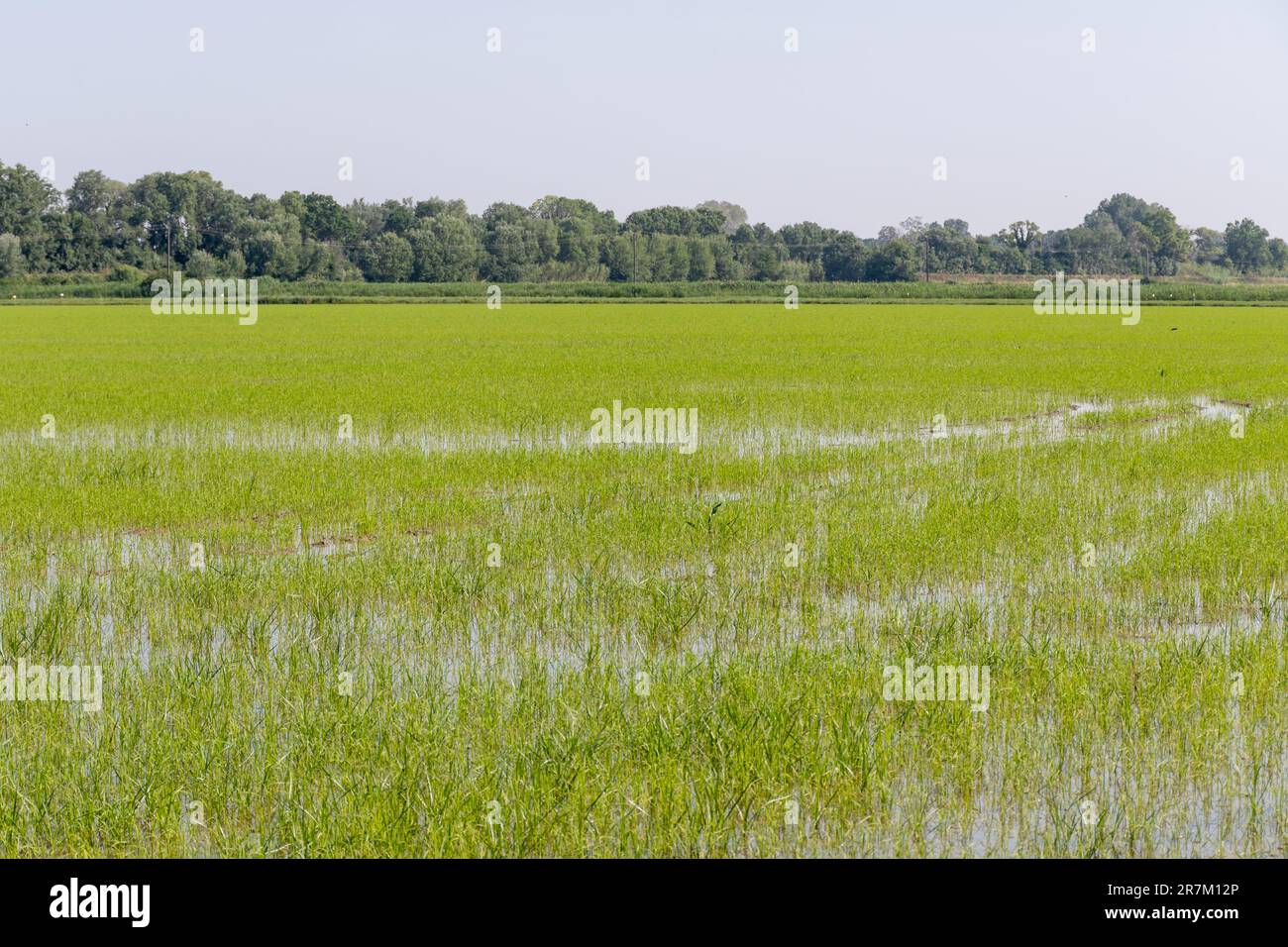 Culture de céréales de riz en Camargue, Provence, France. Plants de riz ...