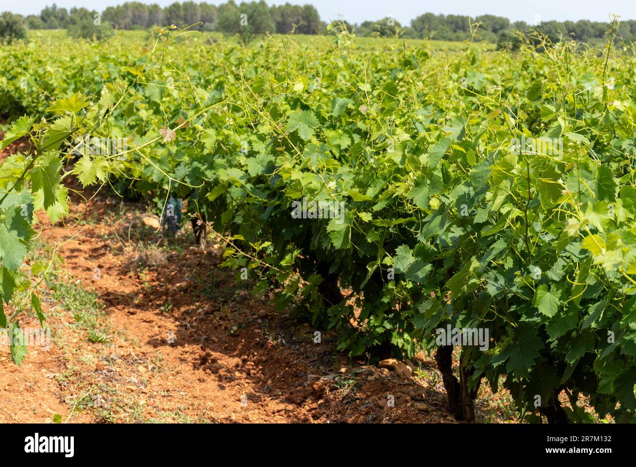 Raisins français rouges et rosiers plantes en rangée, Costieres de ...