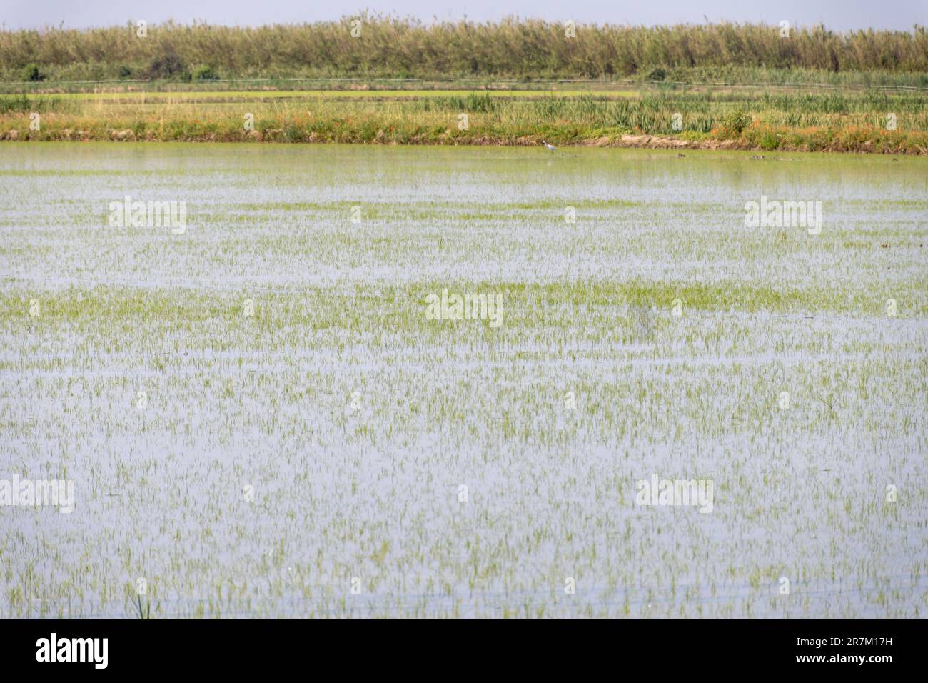 Culture de céréales de riz en Camargue, Provence, France. Plants de riz ...