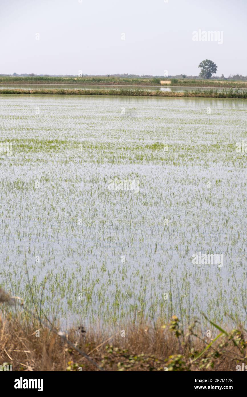 Culture de céréales de riz en Camargue, Provence, France. Plants de riz ...