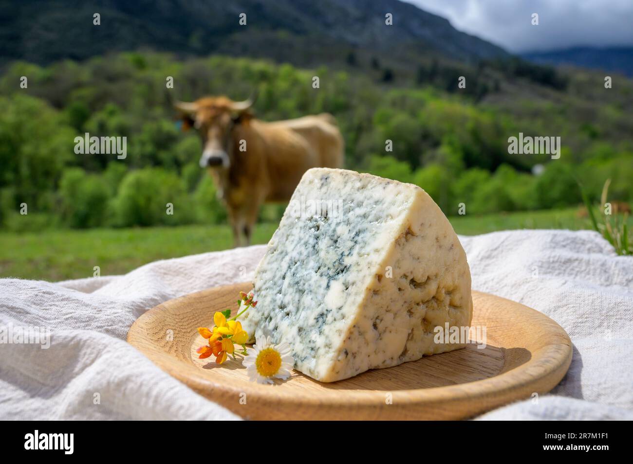 Cabrales, fromage bleu artisanal fabriqué par des producteurs laitiers ...