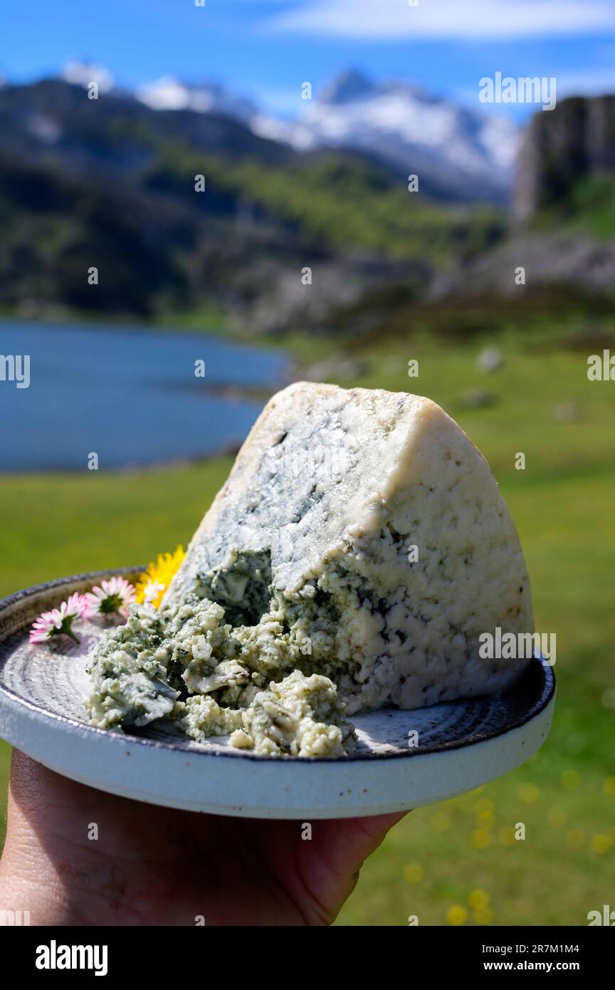 Cabrales, fromage bleu artisanal fabriqué par des producteurs laitiers ...