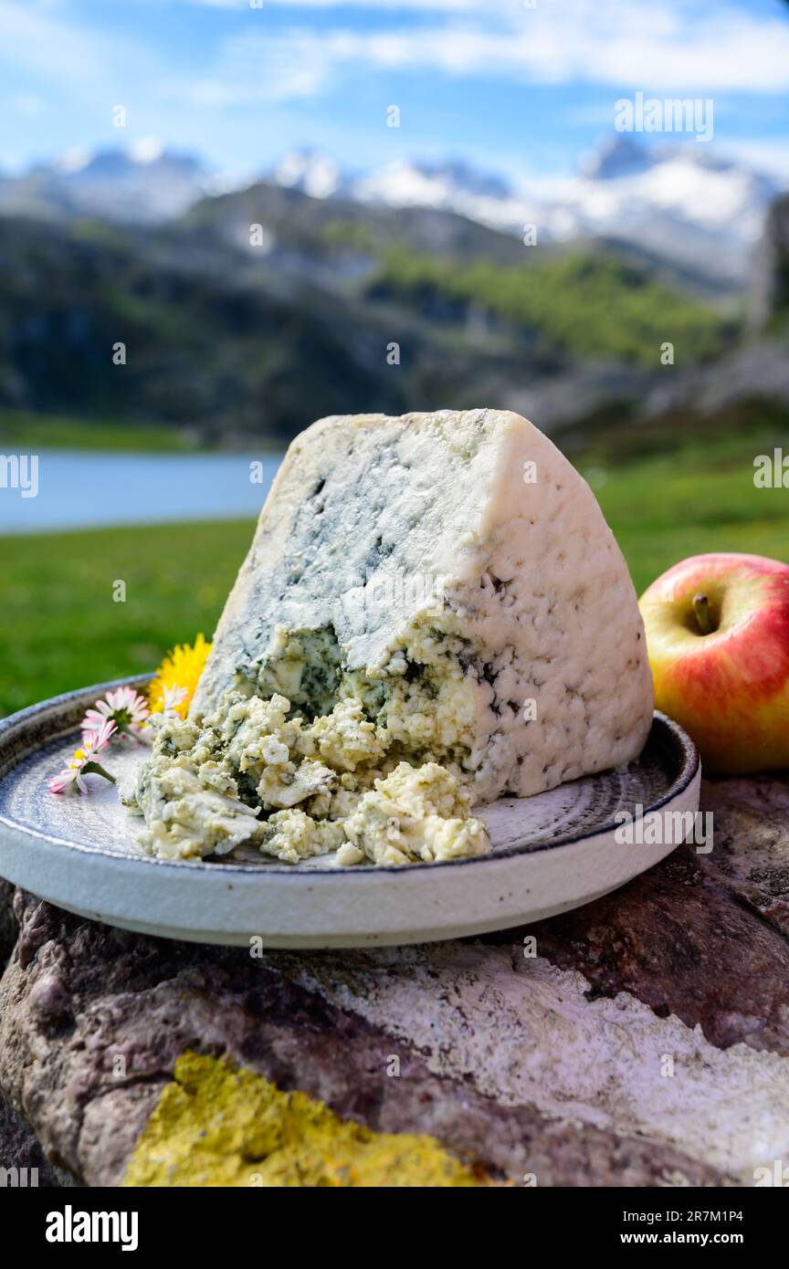 Cabrales, fromage bleu artisanal fabriqué par des producteurs laitiers ...