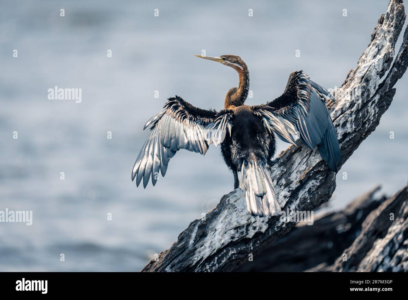Le dard africain distribue des ailes sur des rondins couverts de guano ...