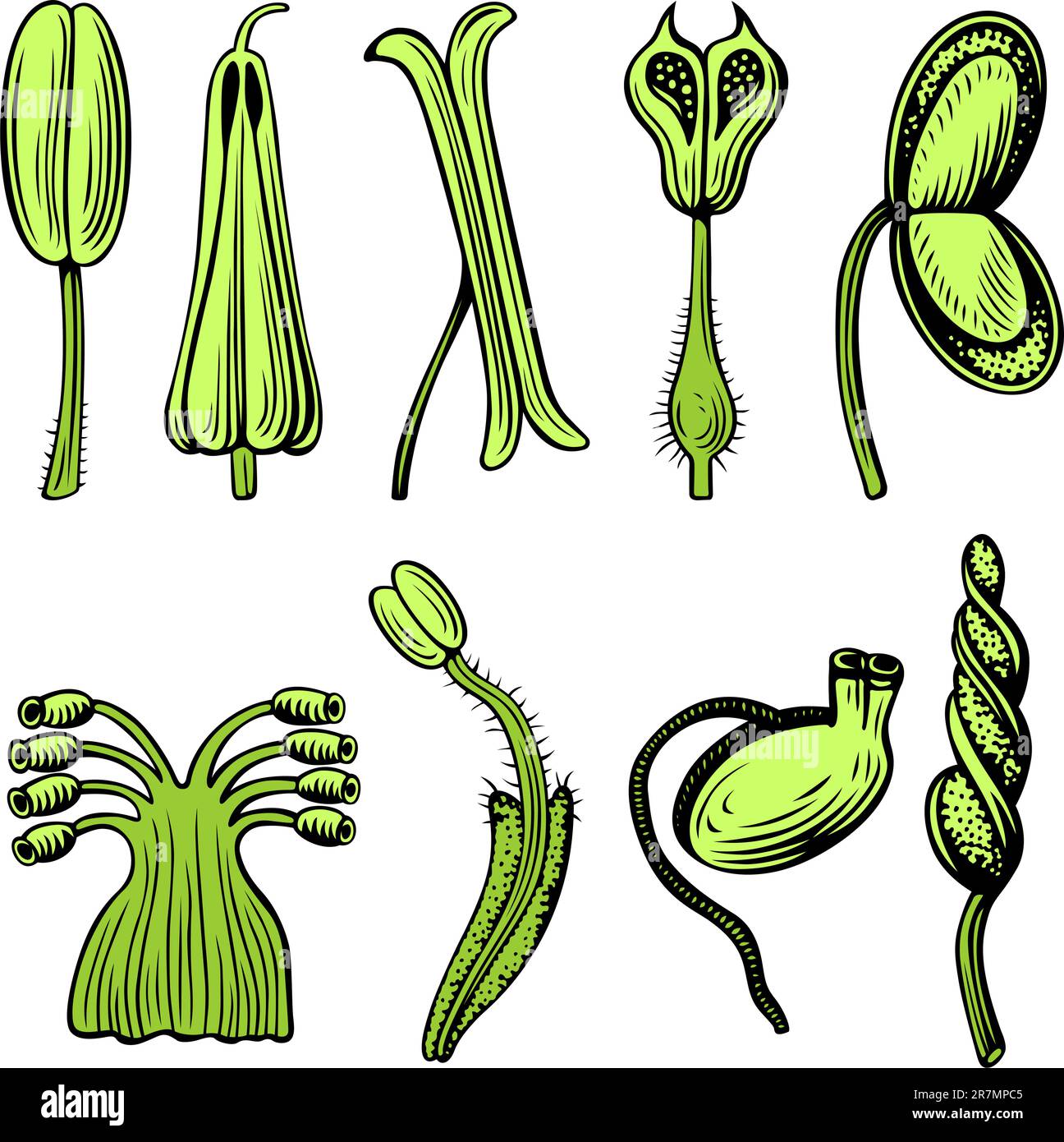 Plant ovule and ovary Banque d'images vectorielles - Alamy