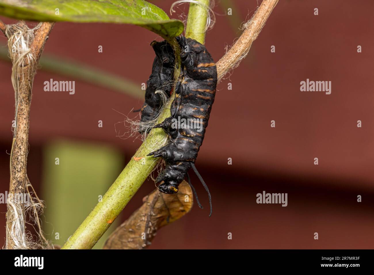 Infection parasitaire Banque de photographies et d’images à haute ...