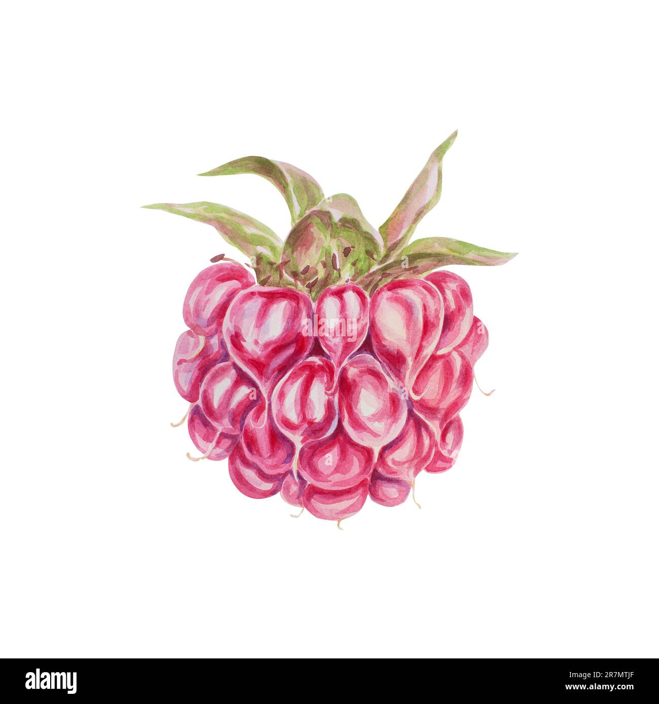 Dessin de framboise Banque de photographies et d’images à haute ...