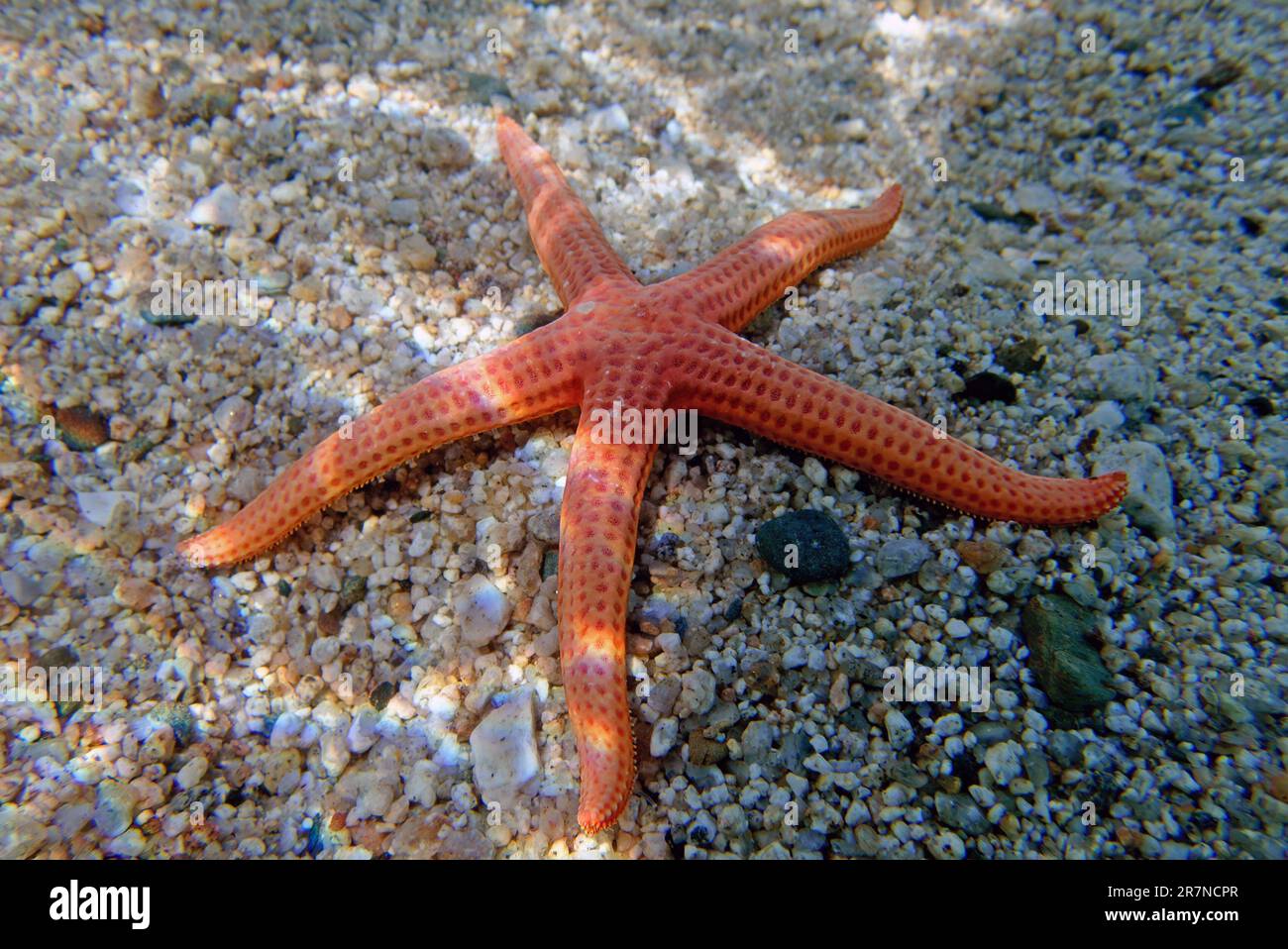 étoile de mer orange Banque de photographies et d’images à haute ...